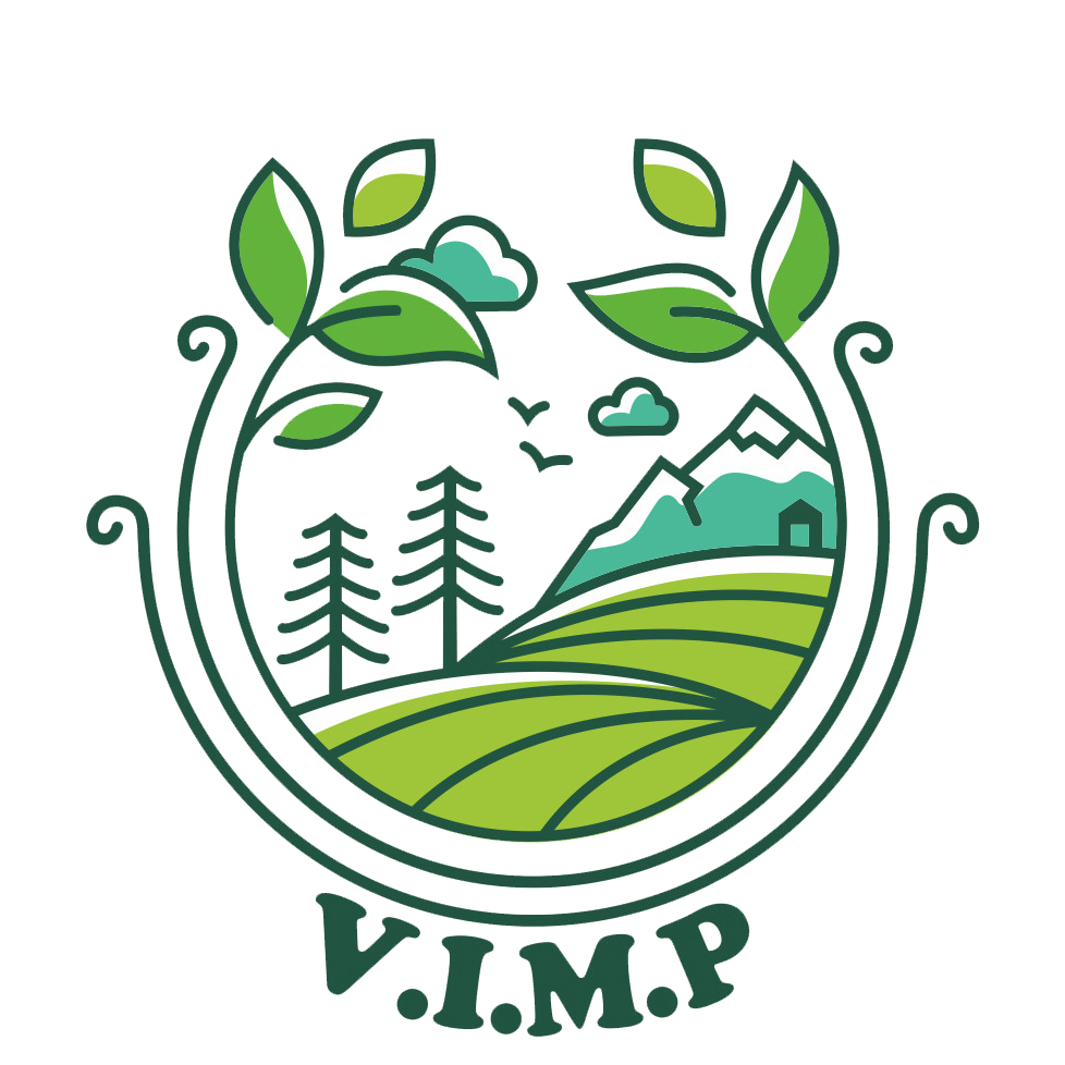 Trà túi lọc thạch tùng răng cưa – VIPM